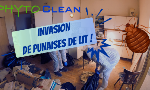 Nettoyages spécialisés et lutte contre les nuisibles en Alsace | Phytoclean