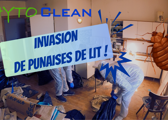 Nettoyages spécialisés et lutte contre les nuisibles en Alsace | Phytoclean